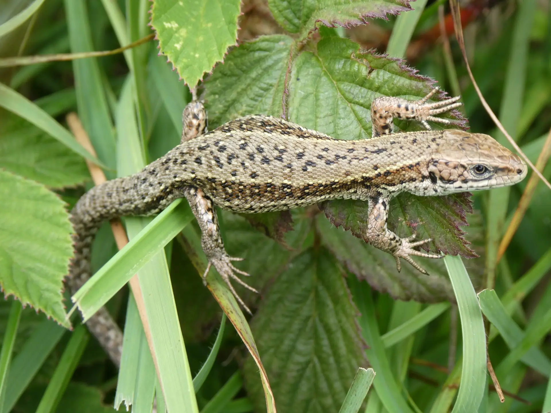 Species Focus - Common Lizard (Zootoca vivipara) - Cofnod