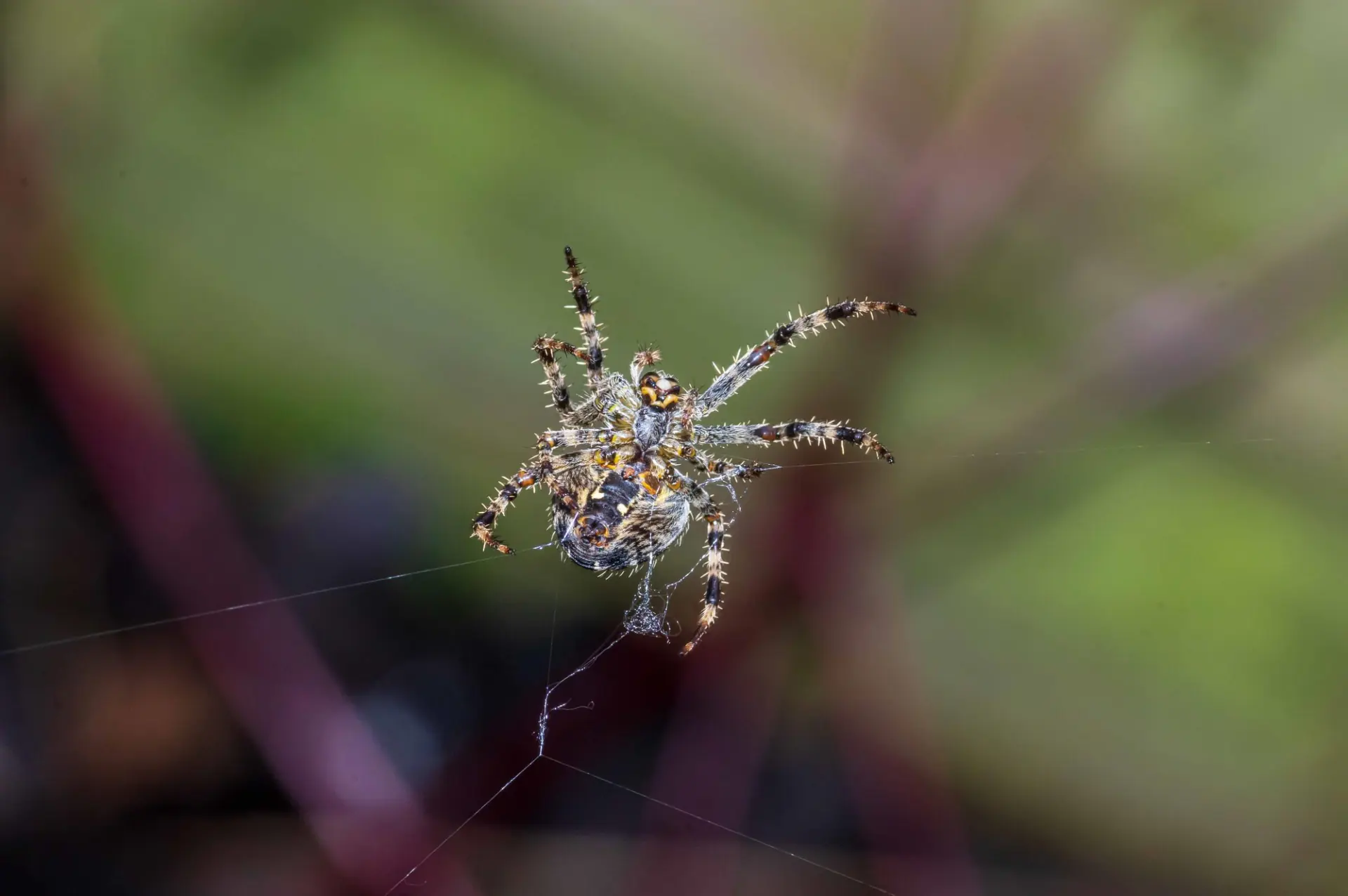 Species Focus - Garden Spider (Araneus diadematus) - Cofnod